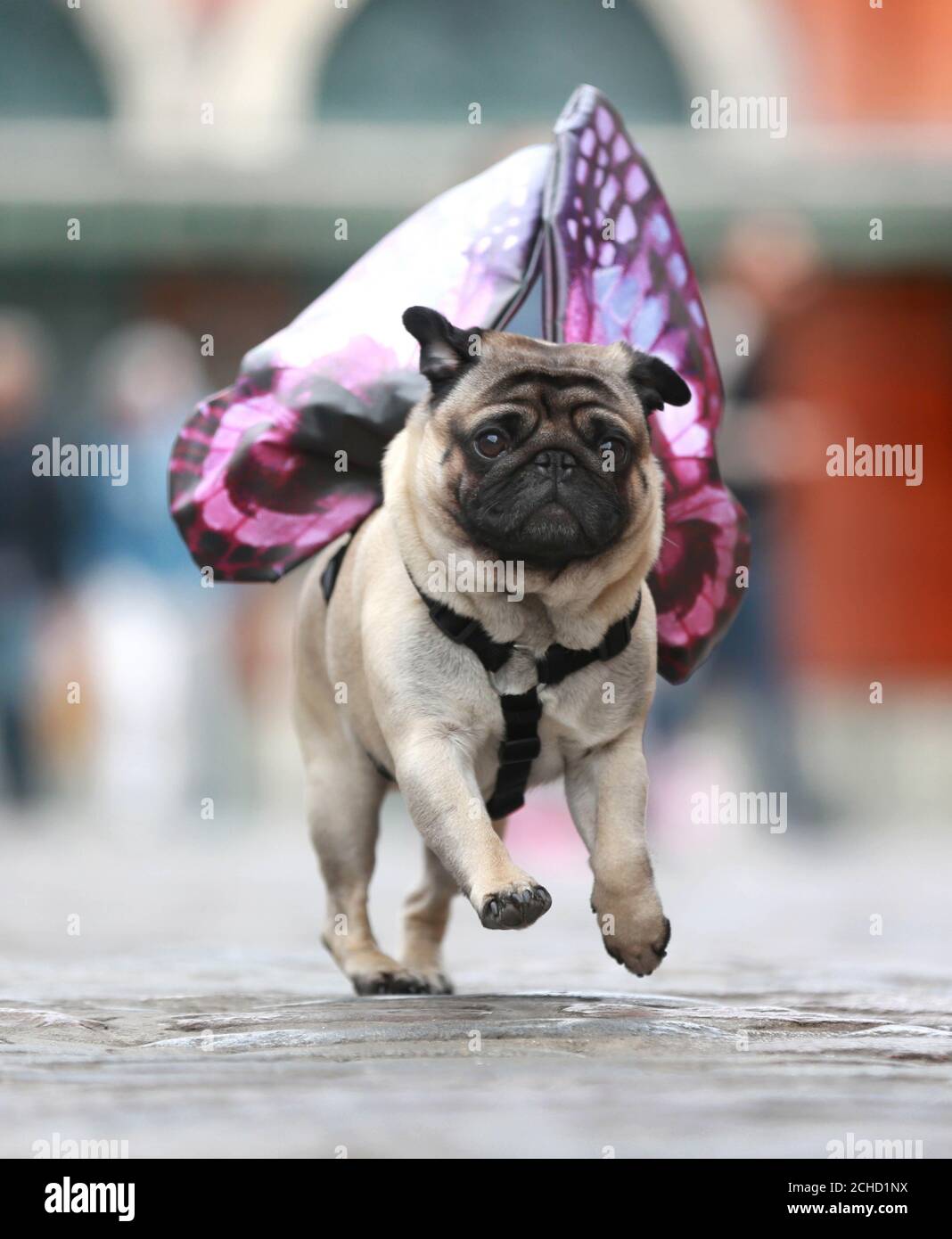 EDITORIAL USE ONLY Walter the pug, helps Three to announce the worldÕs ...