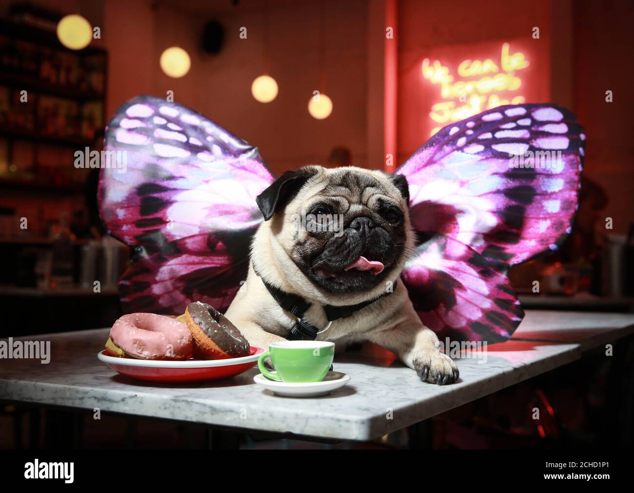 EDITORIAL USE ONLY Walter the pug, helps Three to announce the world's ...