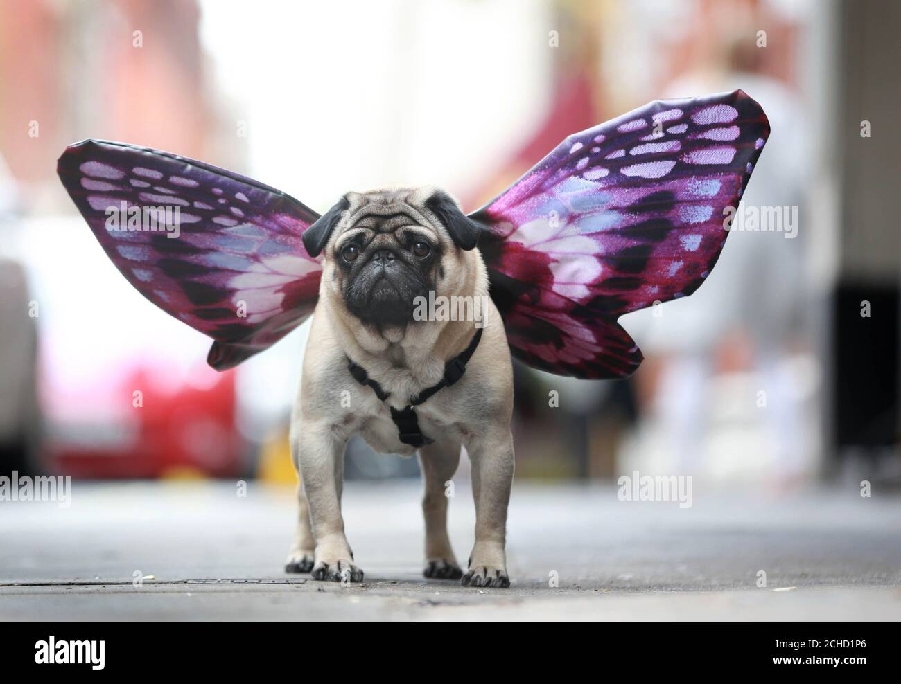Walter the pug, helps Three to announce the world's first "All You Can ...