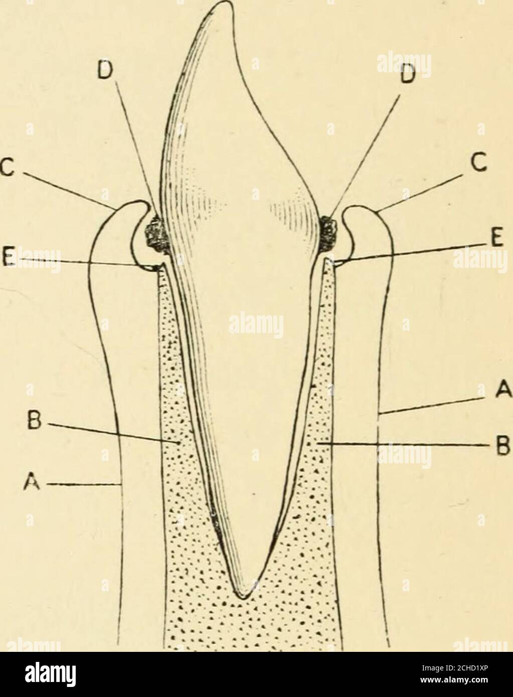 Gum 64 hi-res stock photography and images - Alamy