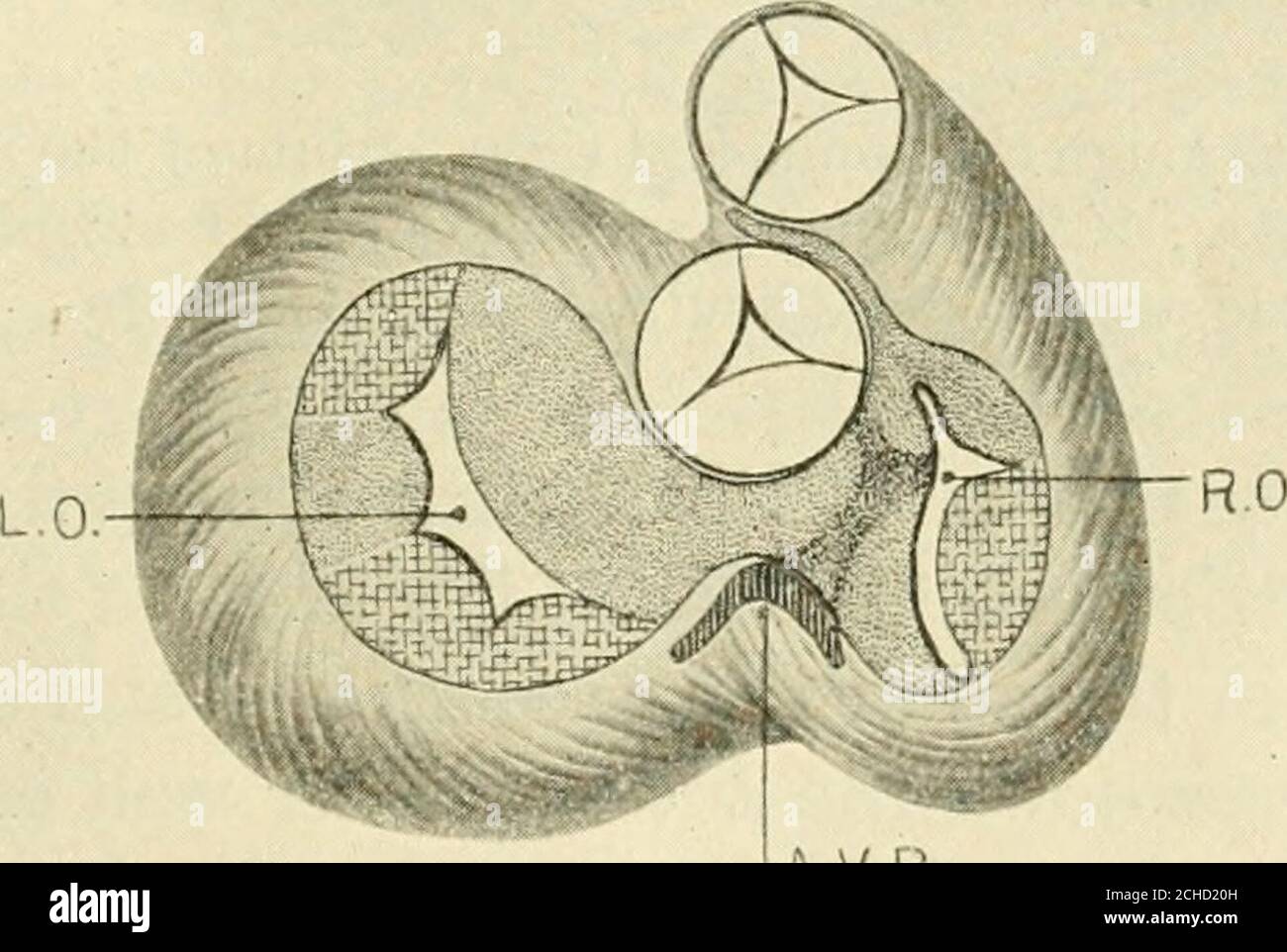 . The American journal of anatomy . RO A V. B. Fig. 17 The same as fig ...