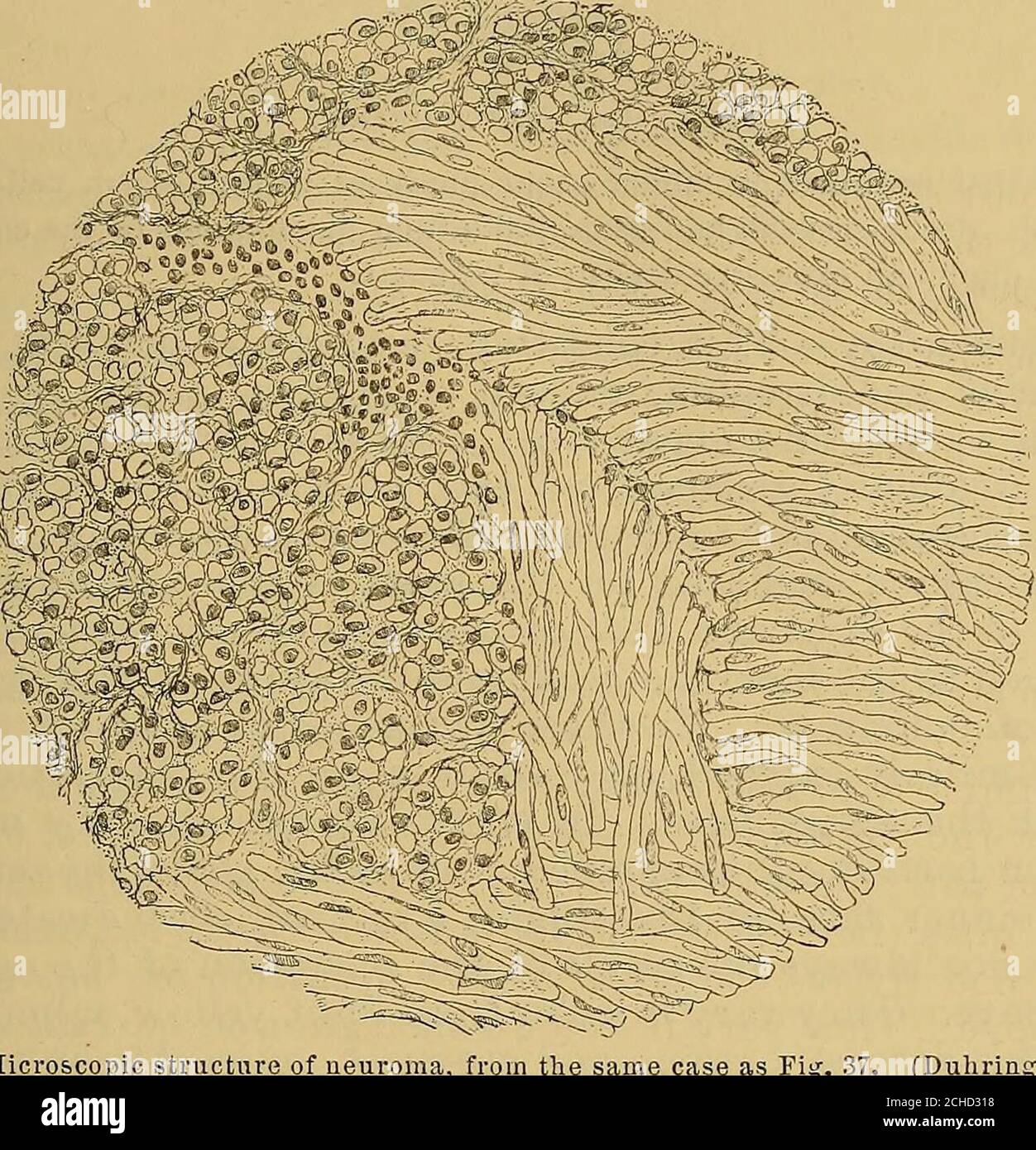 . A practical treatise on diseases of the skin, for the use of students ...