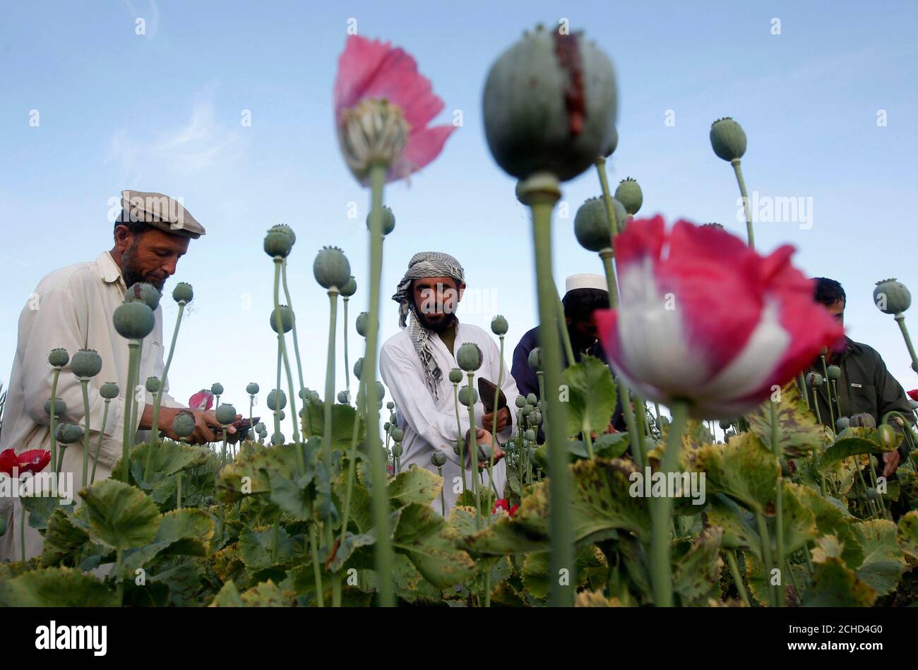 Afghan farmers hi-res stock photography and images - Alamy