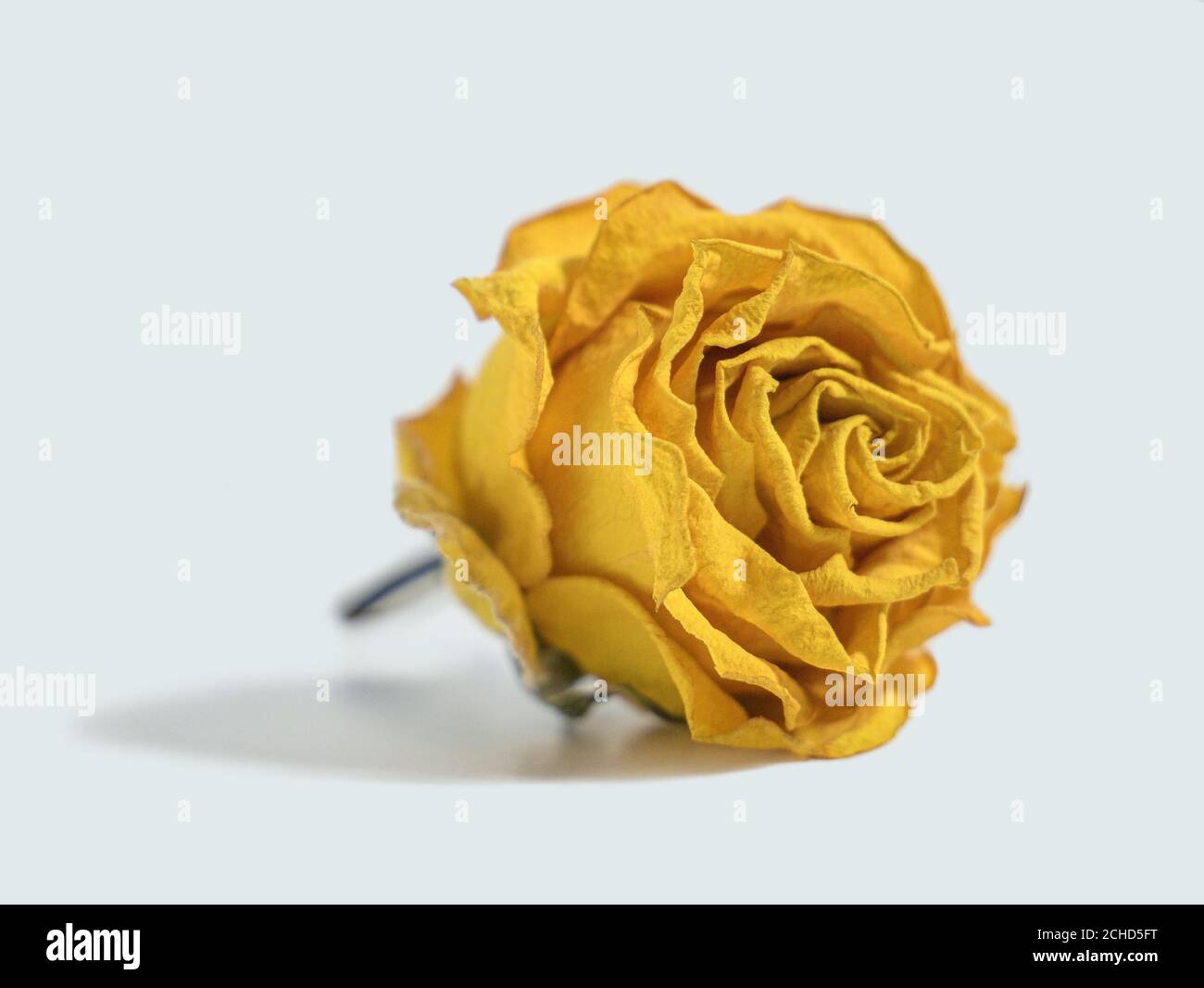 Dried yellow rose flower head isolated on white background Stock Photo ...