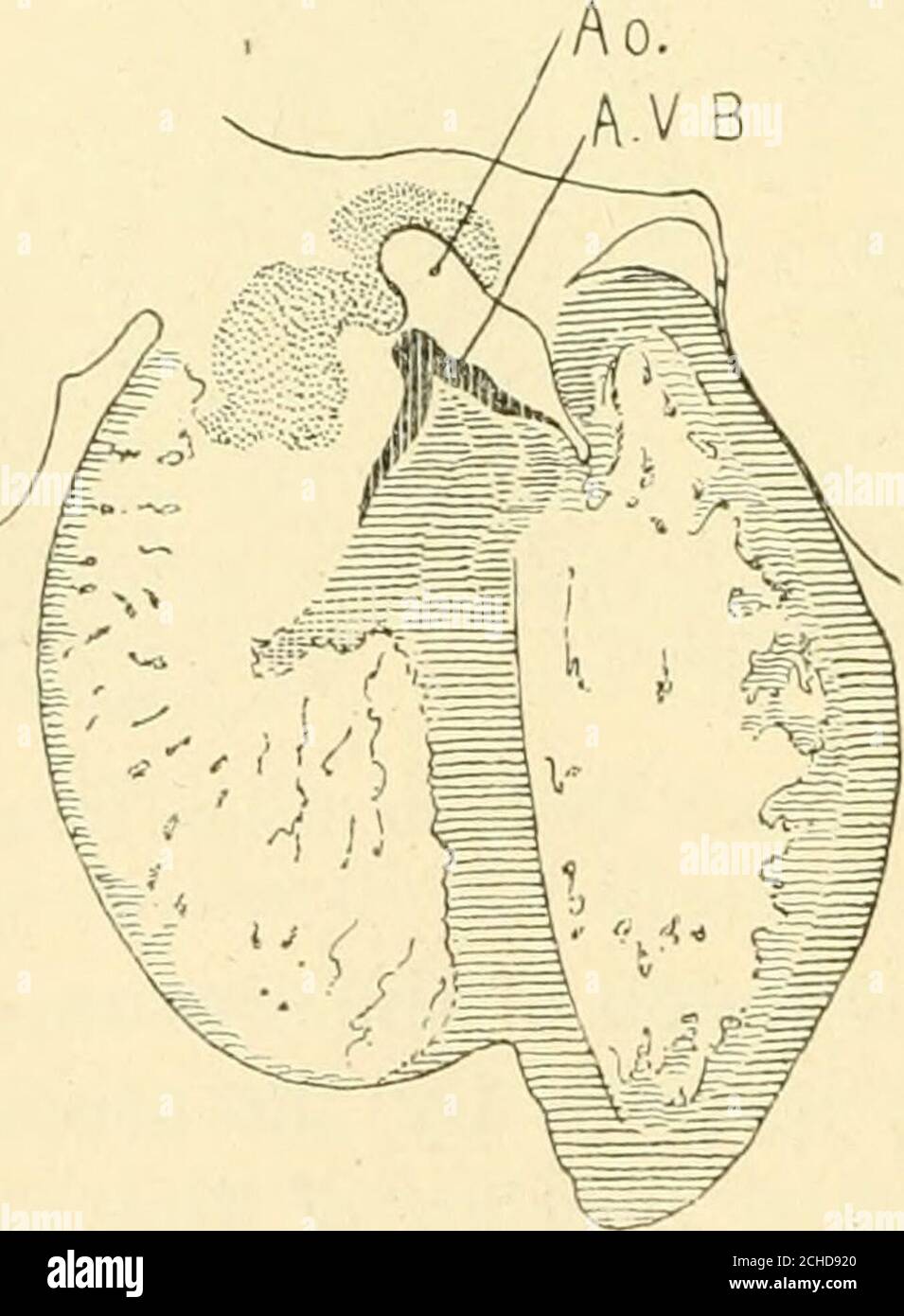 Human embryo heart development hi-res stock photography and images - Alamy