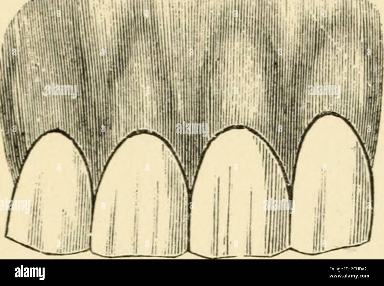 Exposed lower teeth hi-res stock photography and images - Alamy