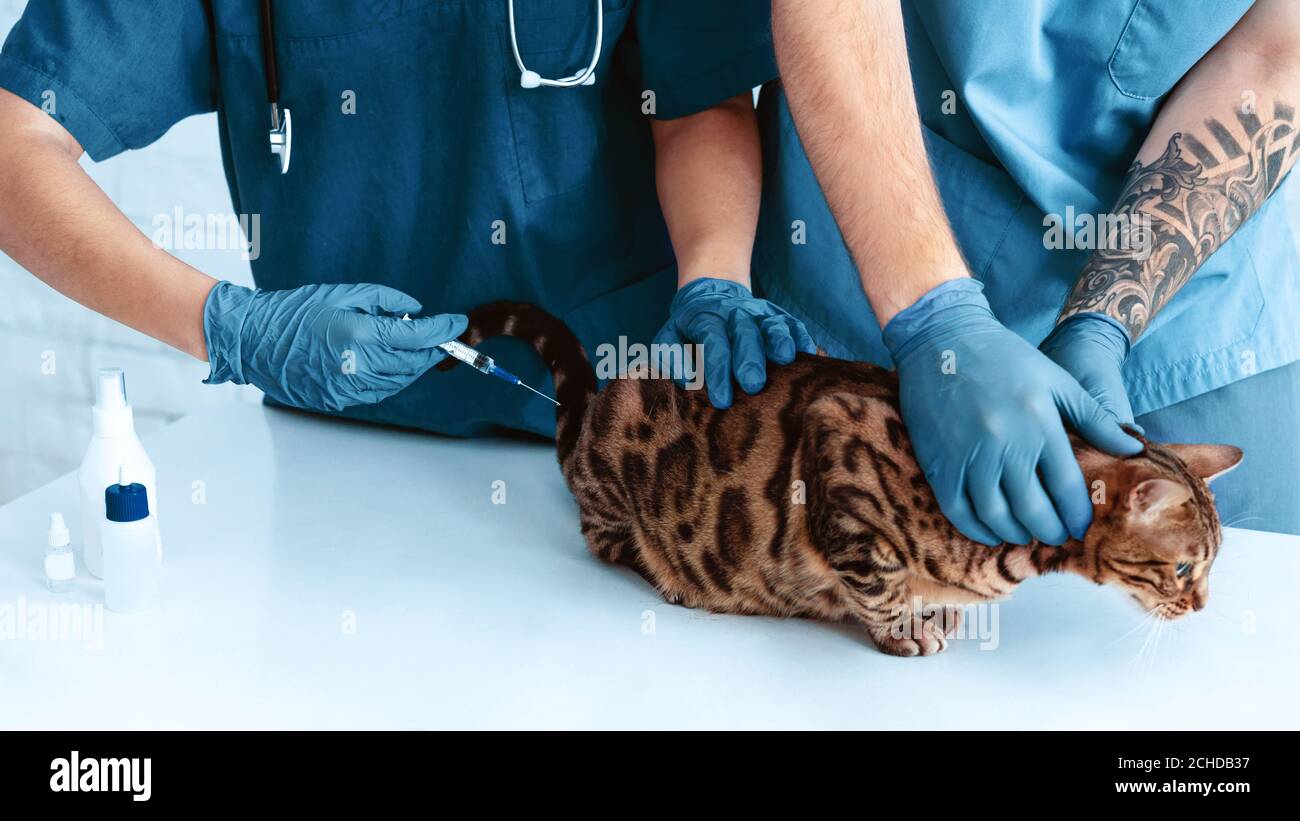 Animal doctor hi-res stock photography and images - Alamy