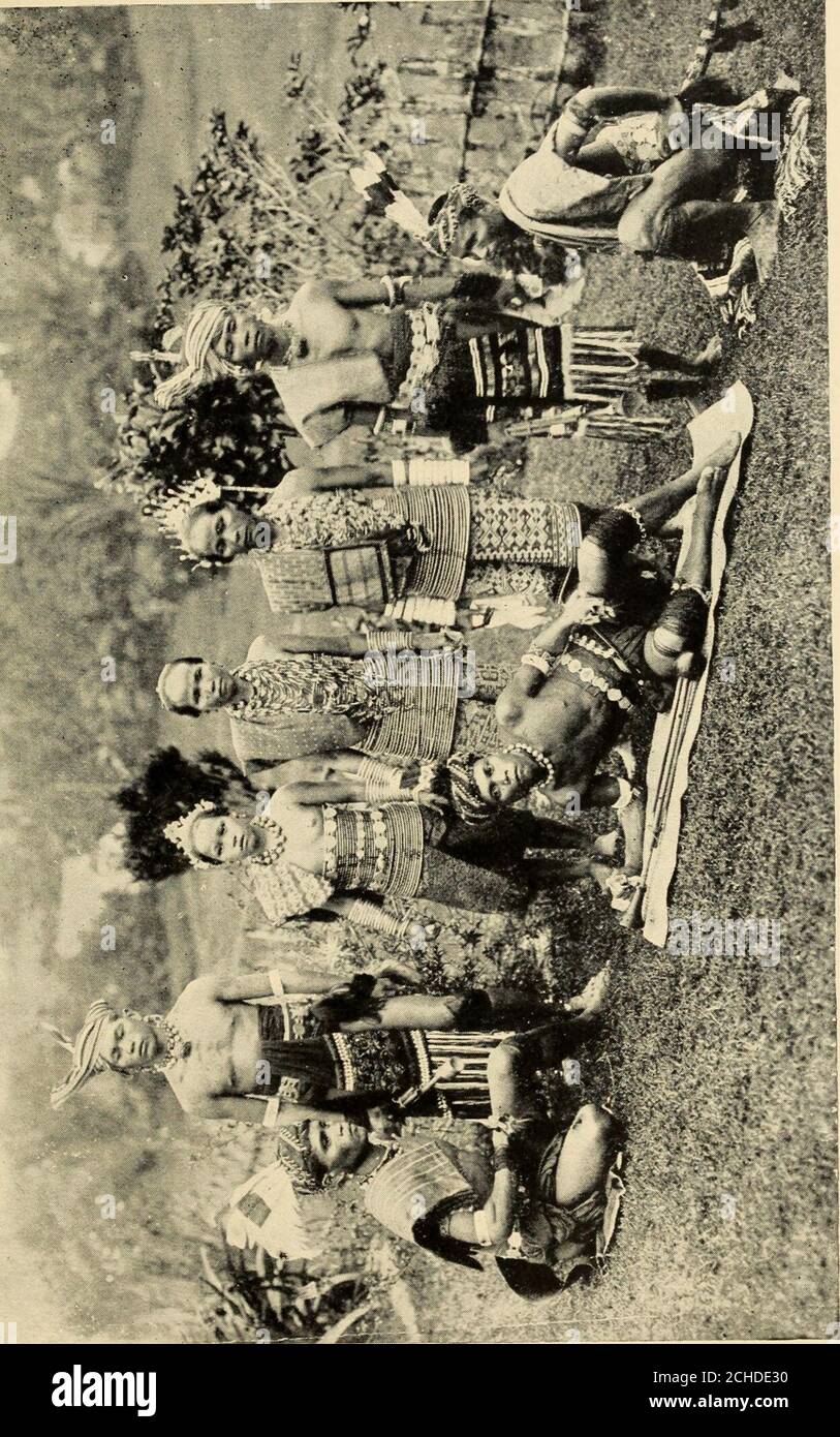 Sago palm fruits hi-res stock photography and images - Alamy