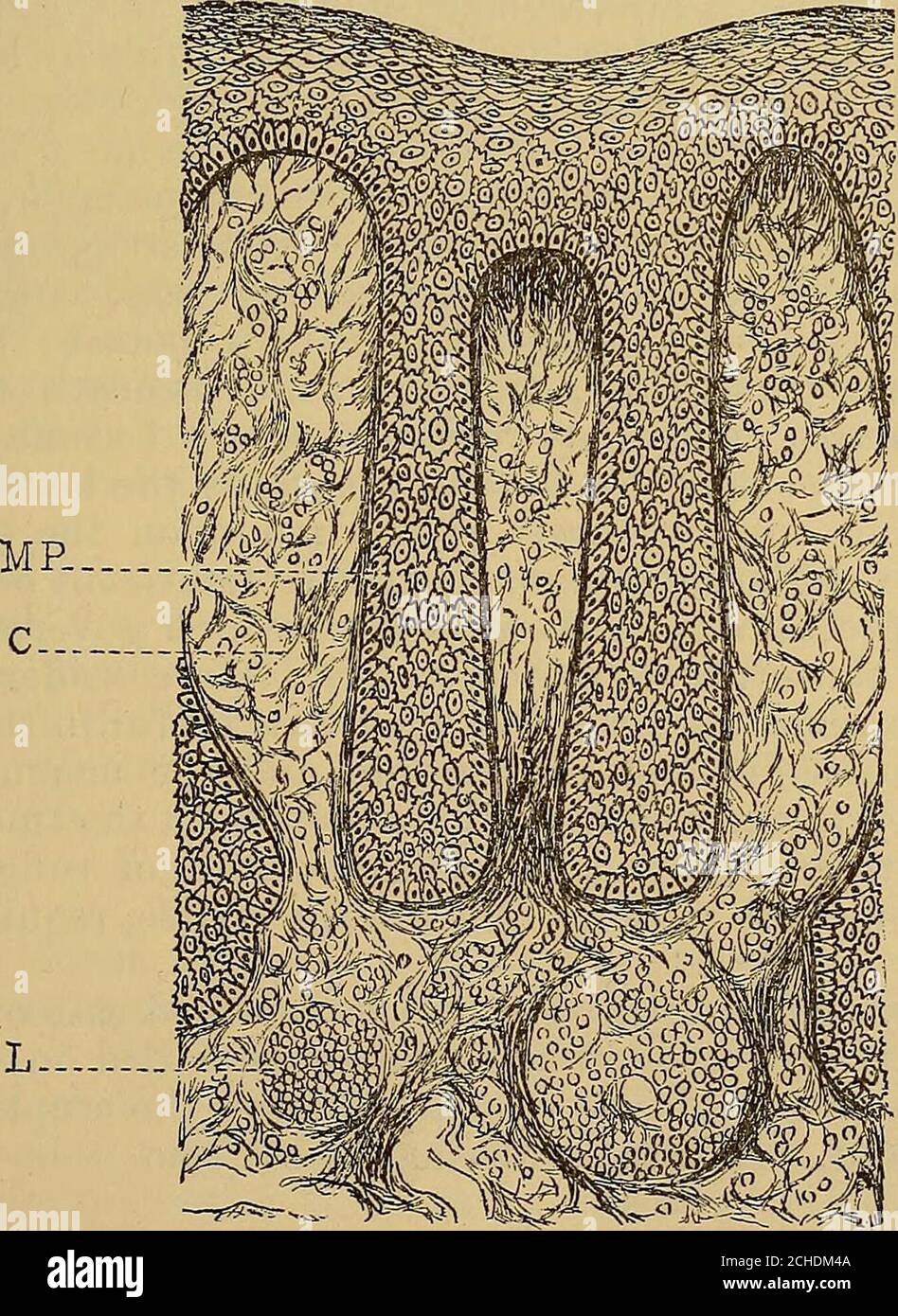 . A practical treatise on diseases of the skin, for the use of students ...