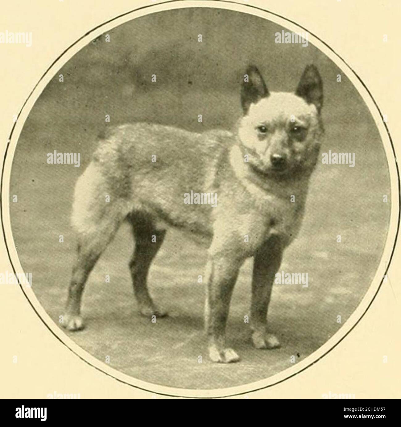 3 dogs in coat hi-res stock photography and images - Alamy