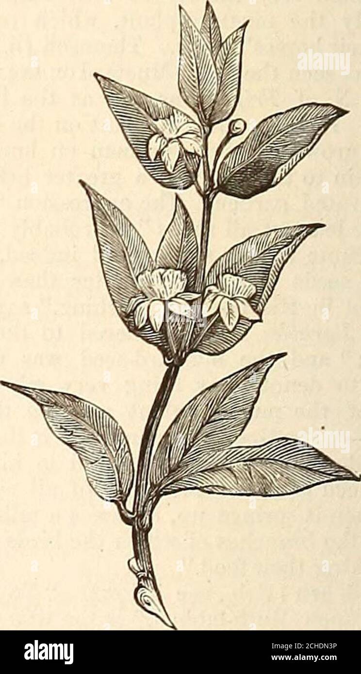 Ladanum hi-res stock photography and images - Alamy