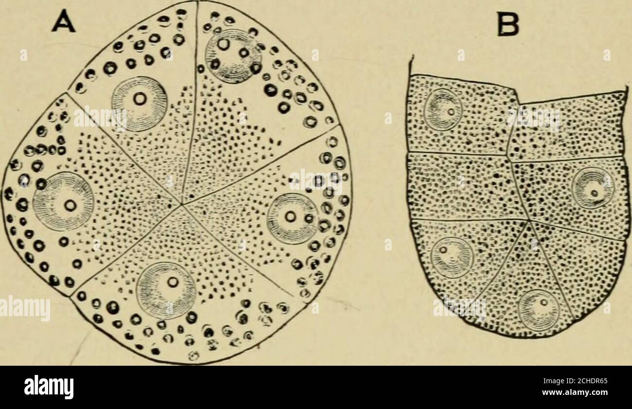 Frog Liver Cells Under Microscope Rana Sp. Frog. Liver. Transverse