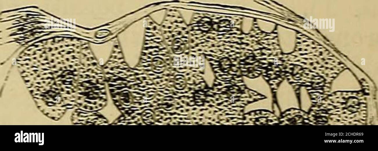 . Quain's elements of anatomy Stock Photo - Alamy