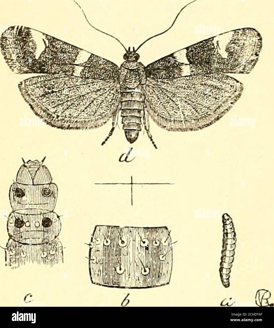 . Injurious insects and the use of insecticides [microform] : a new ...