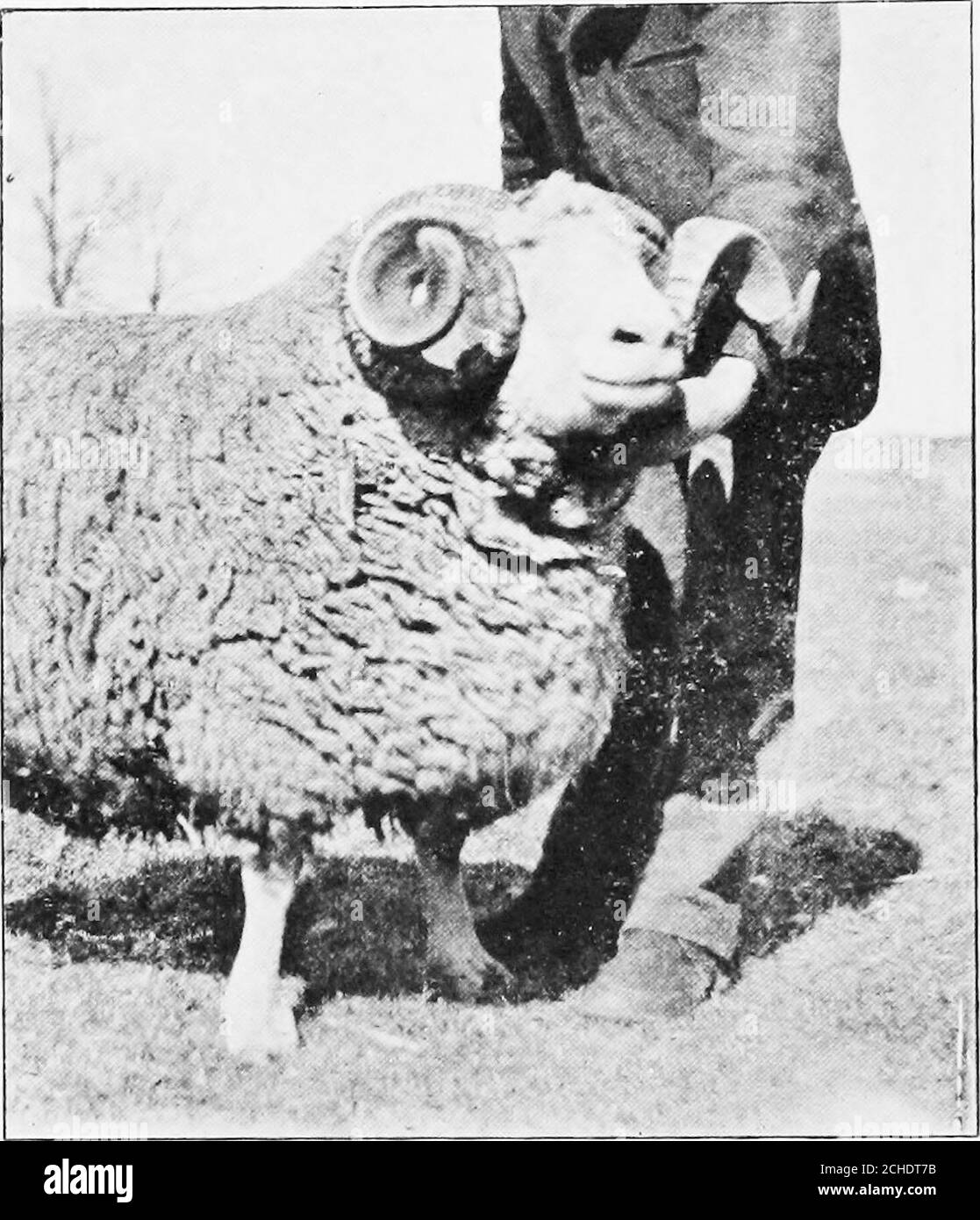 Sheep's intestines hi-res stock photography and images - Alamy