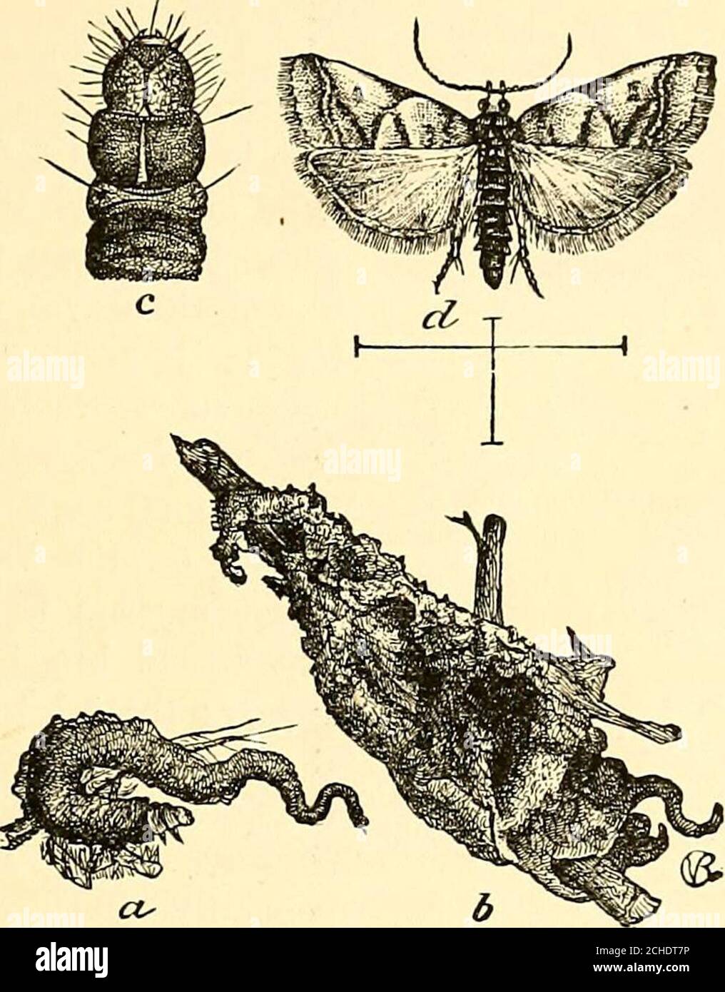 Plum moth eggs hi-res stock photography and images - Alamy