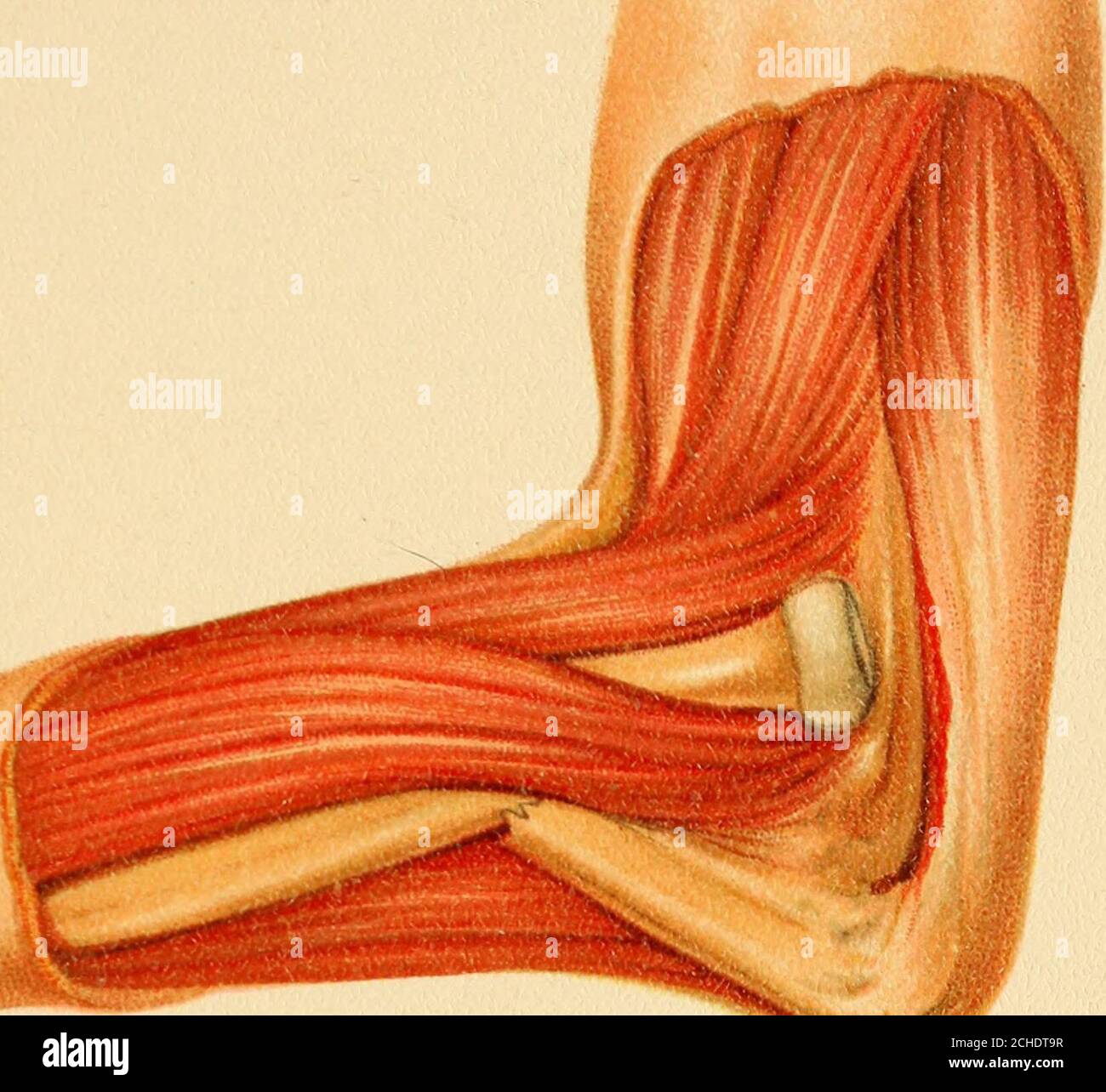 . Atlas and epitome of traumatic . position. This may help to ...