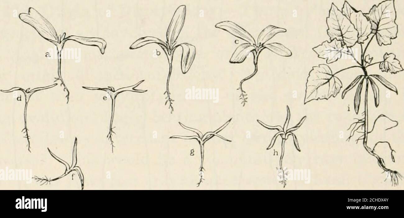 Cotyledonary hi-res stock photography and images - Alamy