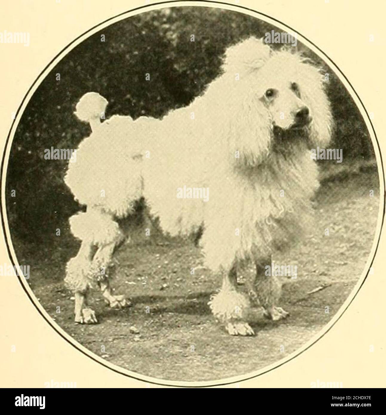 How To Care For Natural Poodle Coat