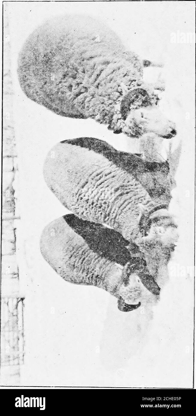 Straddle injury hi-res stock photography and images - Alamy