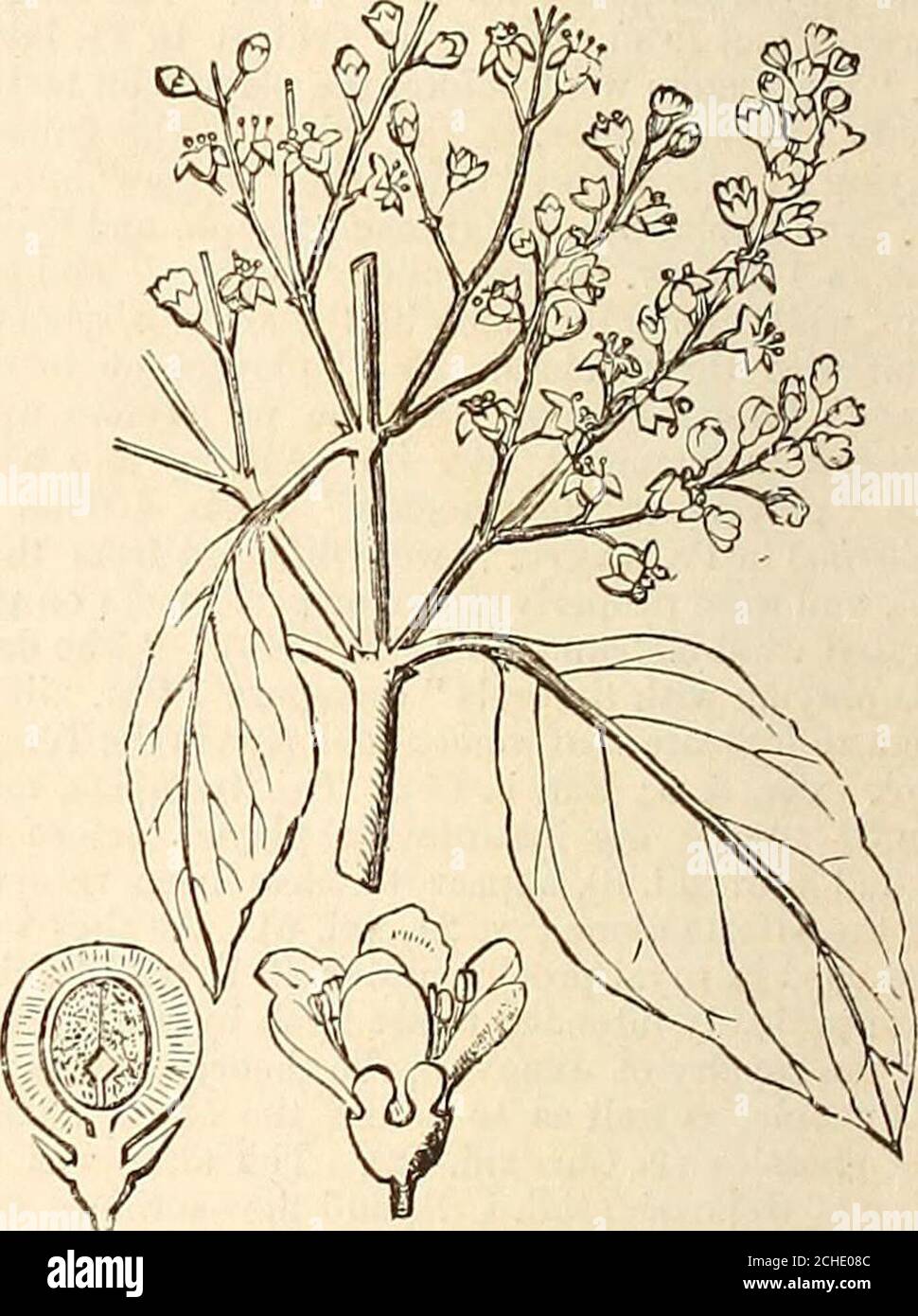 Salvadora persica tree hi-res stock photography and images - Alamy