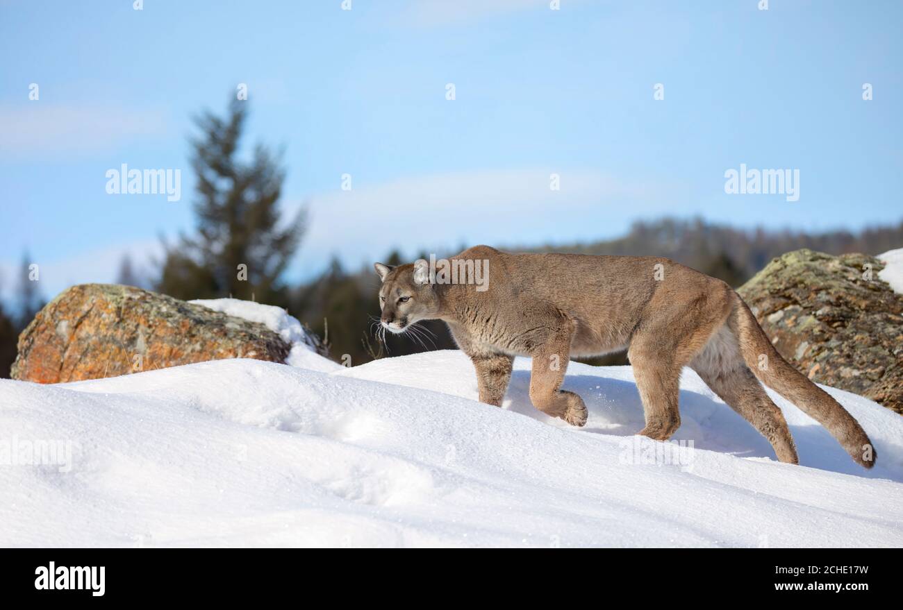 Cougar or Mountain lion (Puma concolor) walking in the winter snow in ...