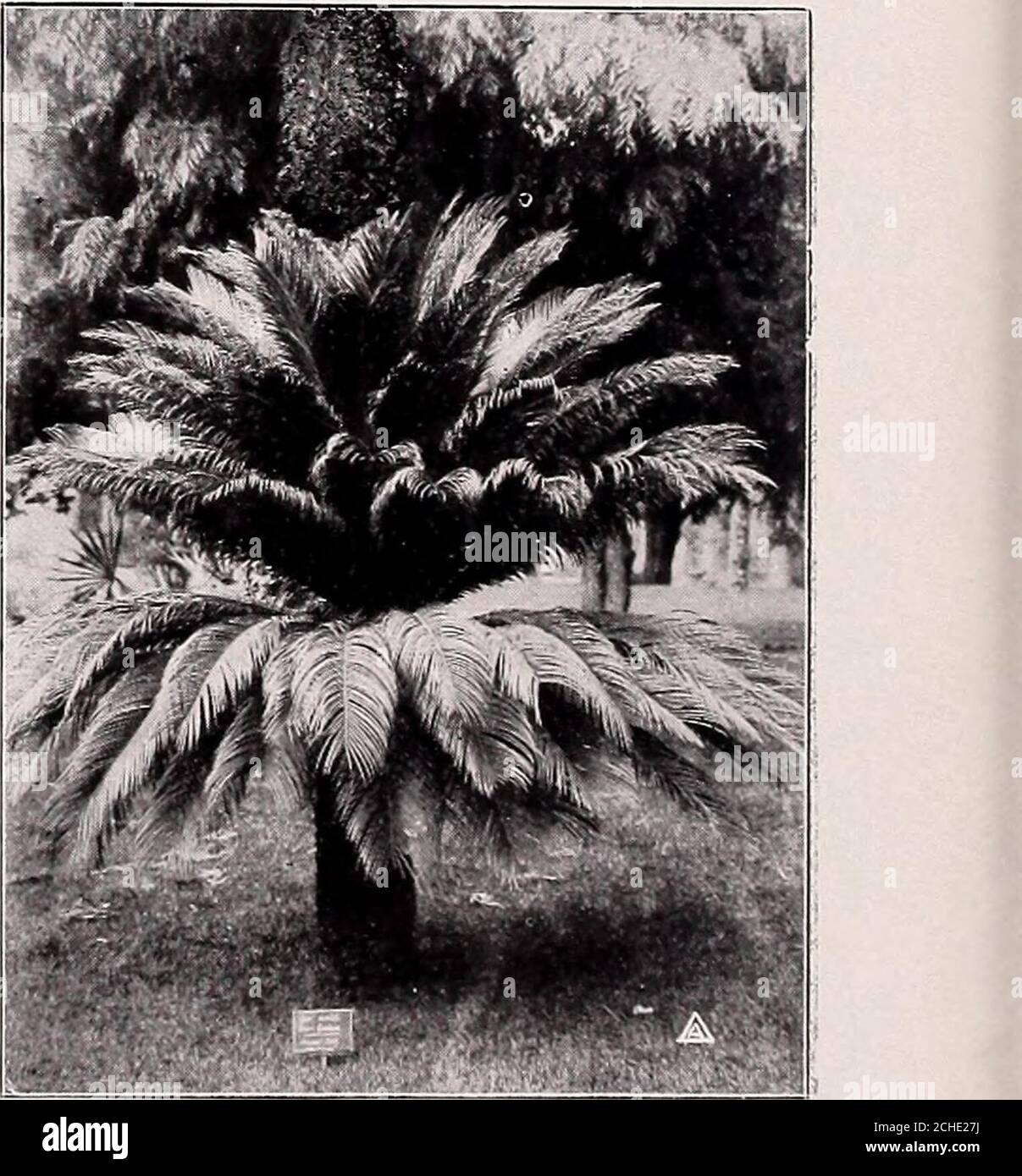 Pindo palm hi-res stock photography and images - Alamy