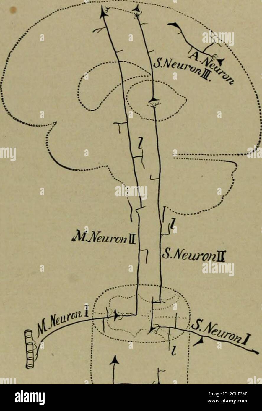 Neuraxon hi-res stock photography and images - Alamy