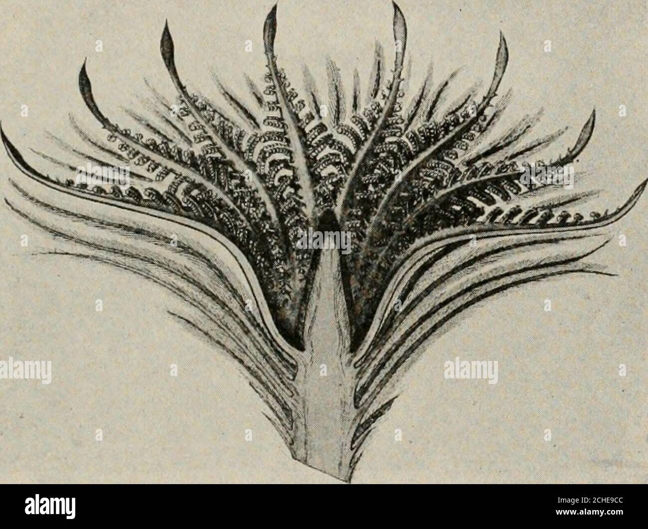. Heredity and evolution in plants . FIG. 98.—Cycadeoidea Wiclandi ...