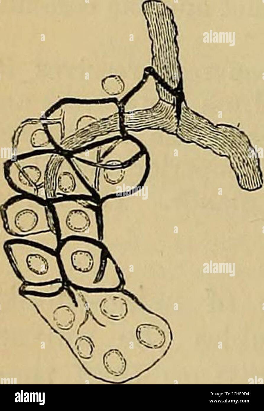 Capillary Network High Resolution Stock Photography and Images - Alamy