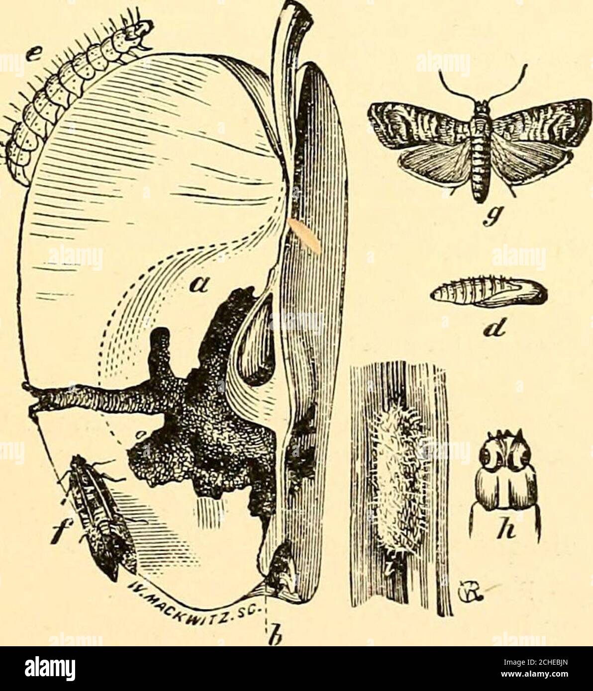 . Injurious insects and the use of insecticides [microform] : a new ...