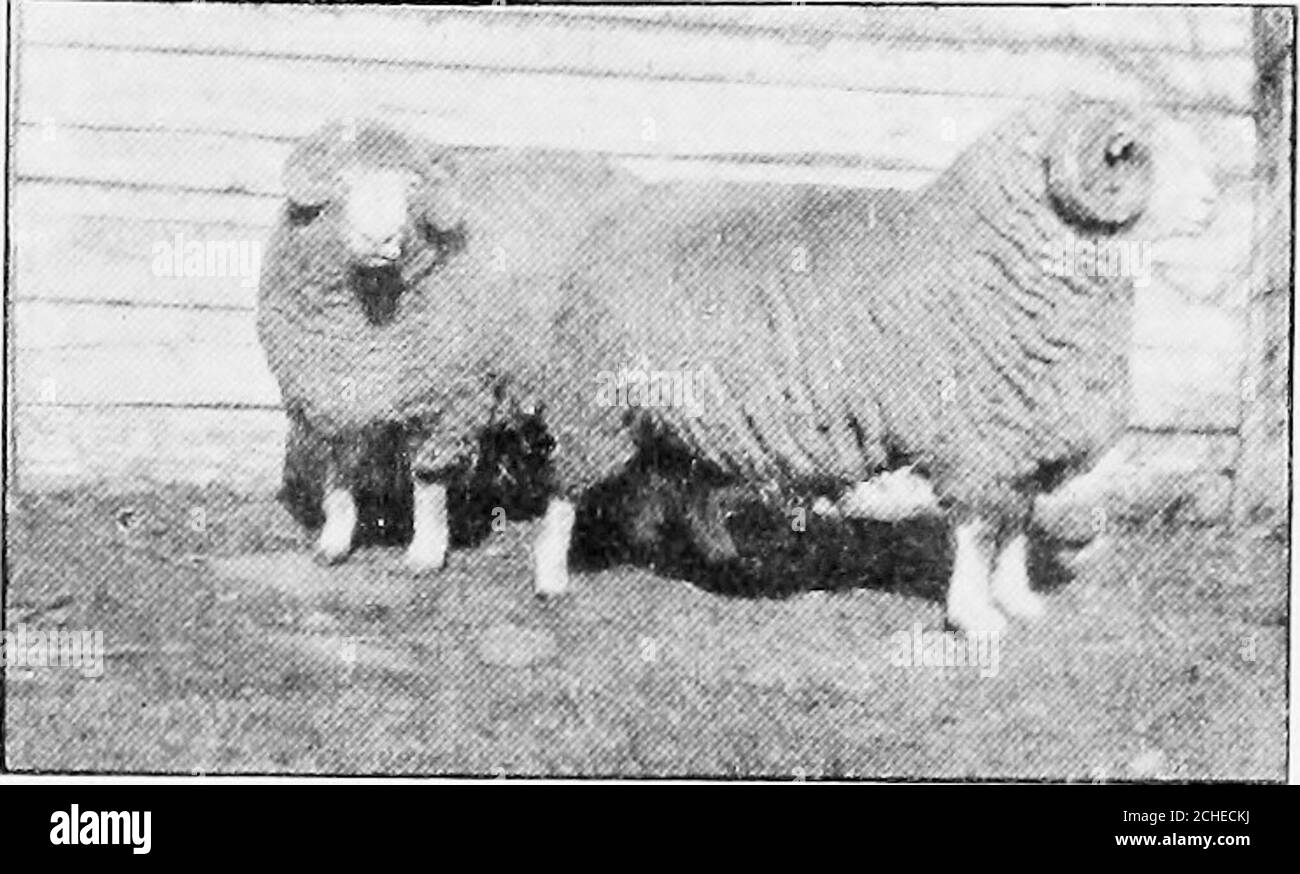 Sheep mating not insect Black and White Stock Photos & Images - Alamy