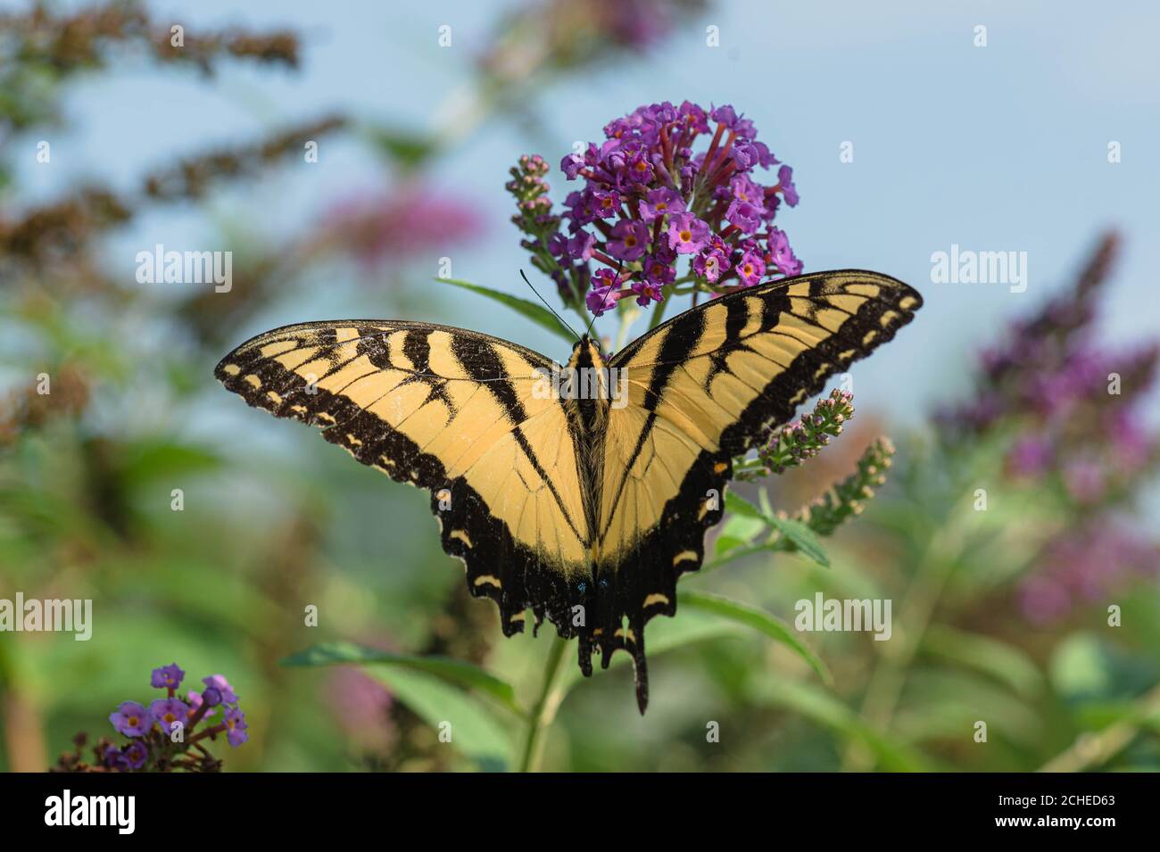 Yellow Swallowtail Butterfly on a Purple Butterfly Bush Stock Photo - Alamy