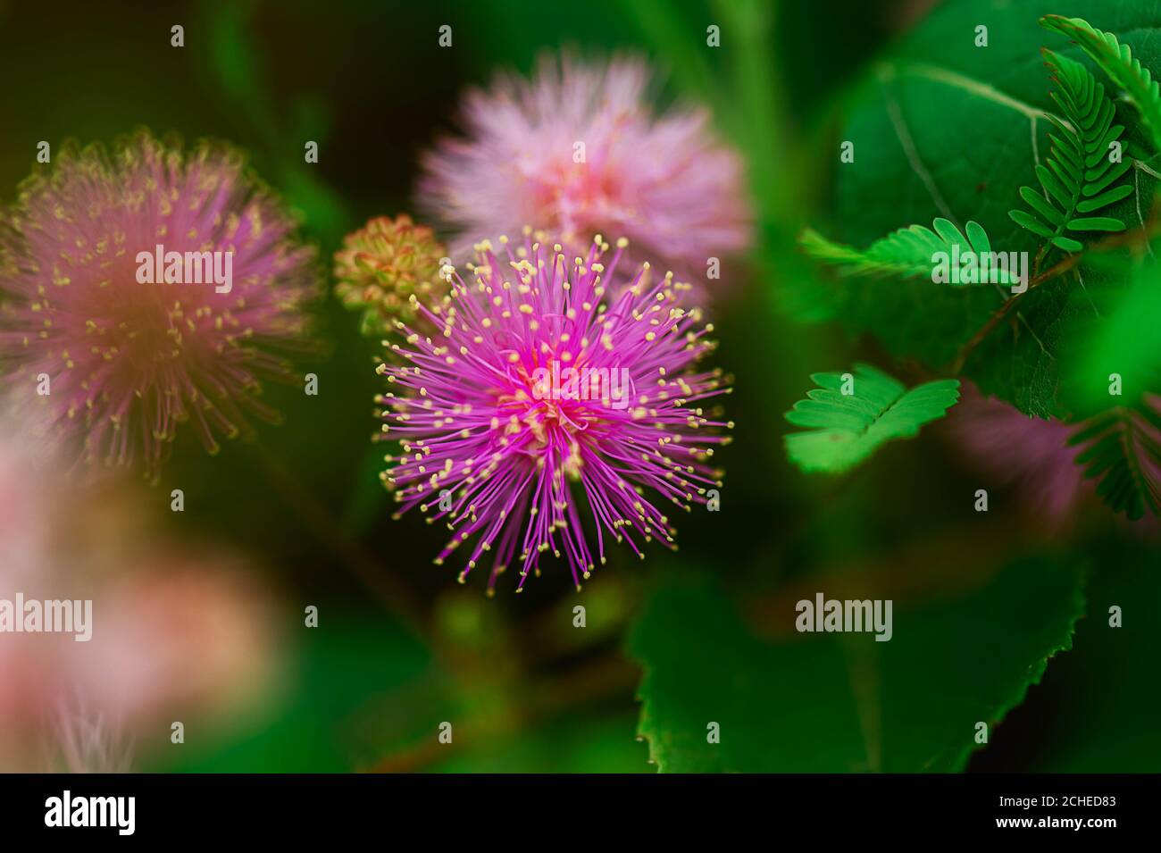 Purple and Pink Flowers Touch-Me-Not Stock Photo - Alamy