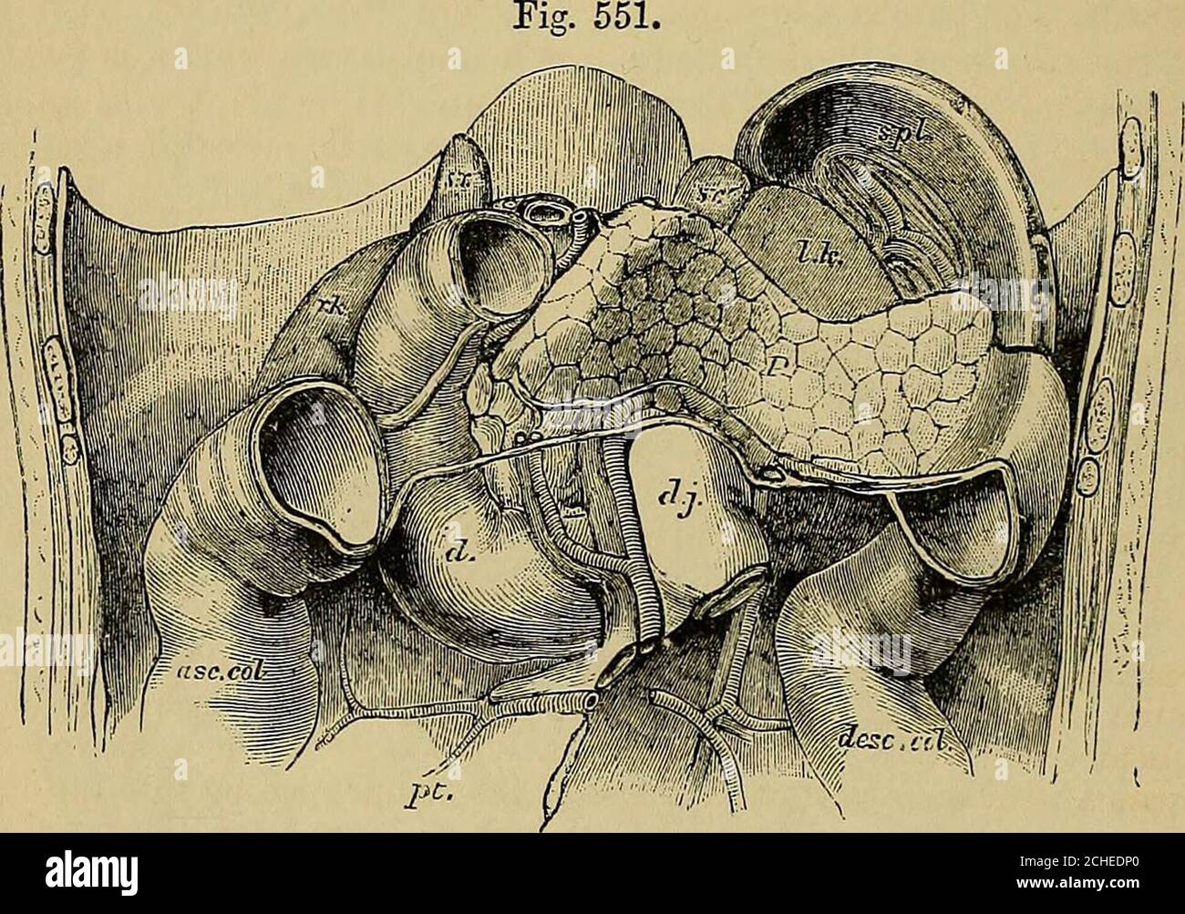 Superior mesenteric artery hi-res stock photography and images - Alamy