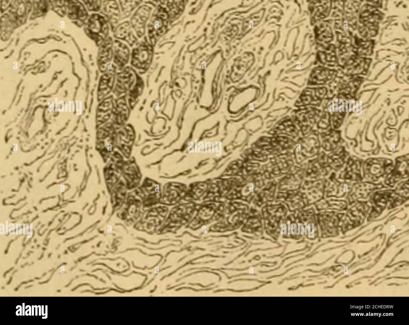 Pampiniform Plexus Histology