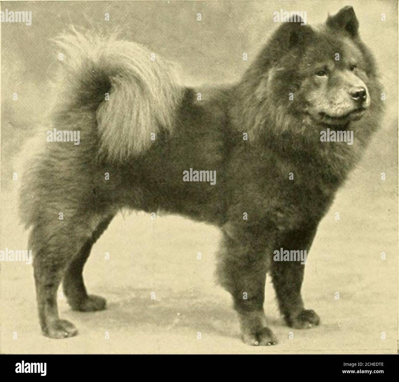 Is Dog Breeding Wrong