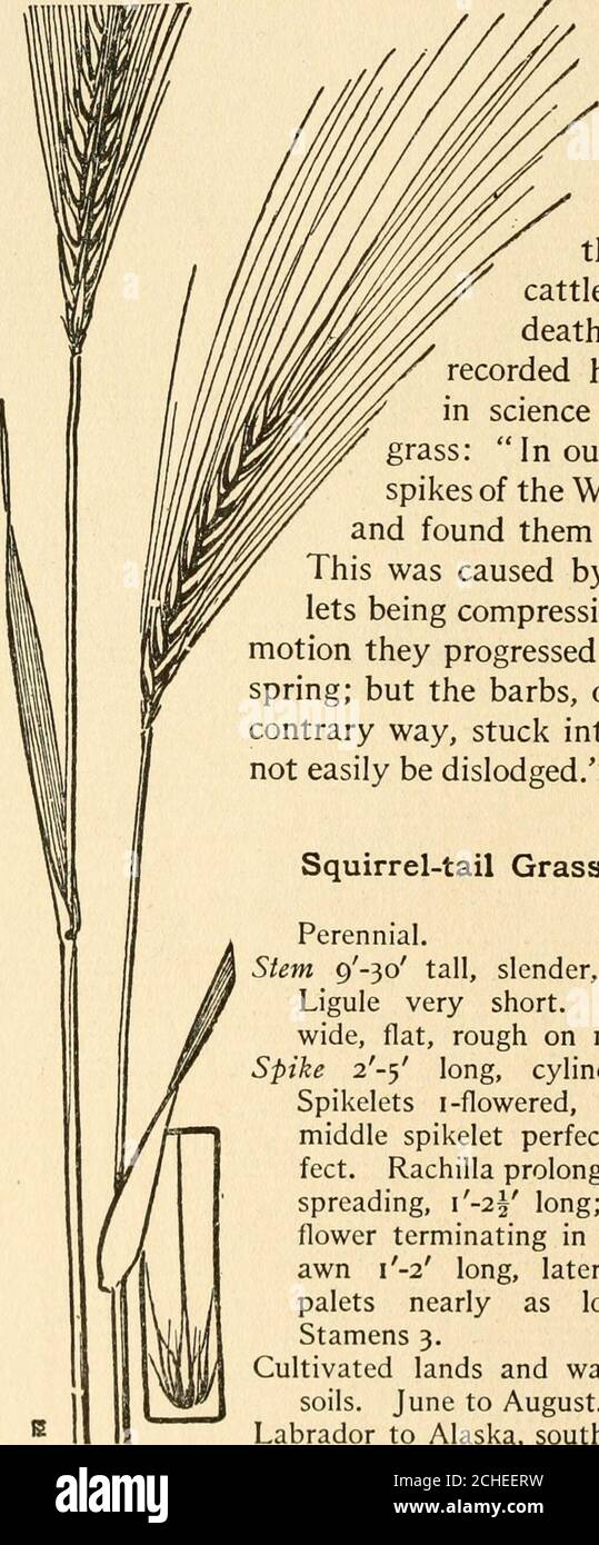 . The book of grasses : an illustrated guide to the common grasses, and ...