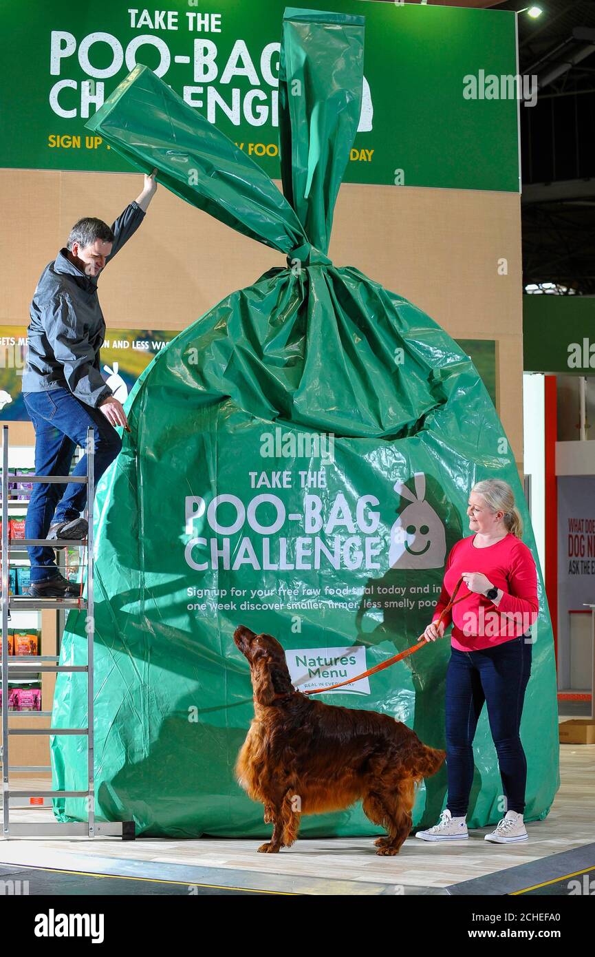 EDITORIAL USE ONLY Phen, the Irish Red Setter, with owner Sharon Byard ...