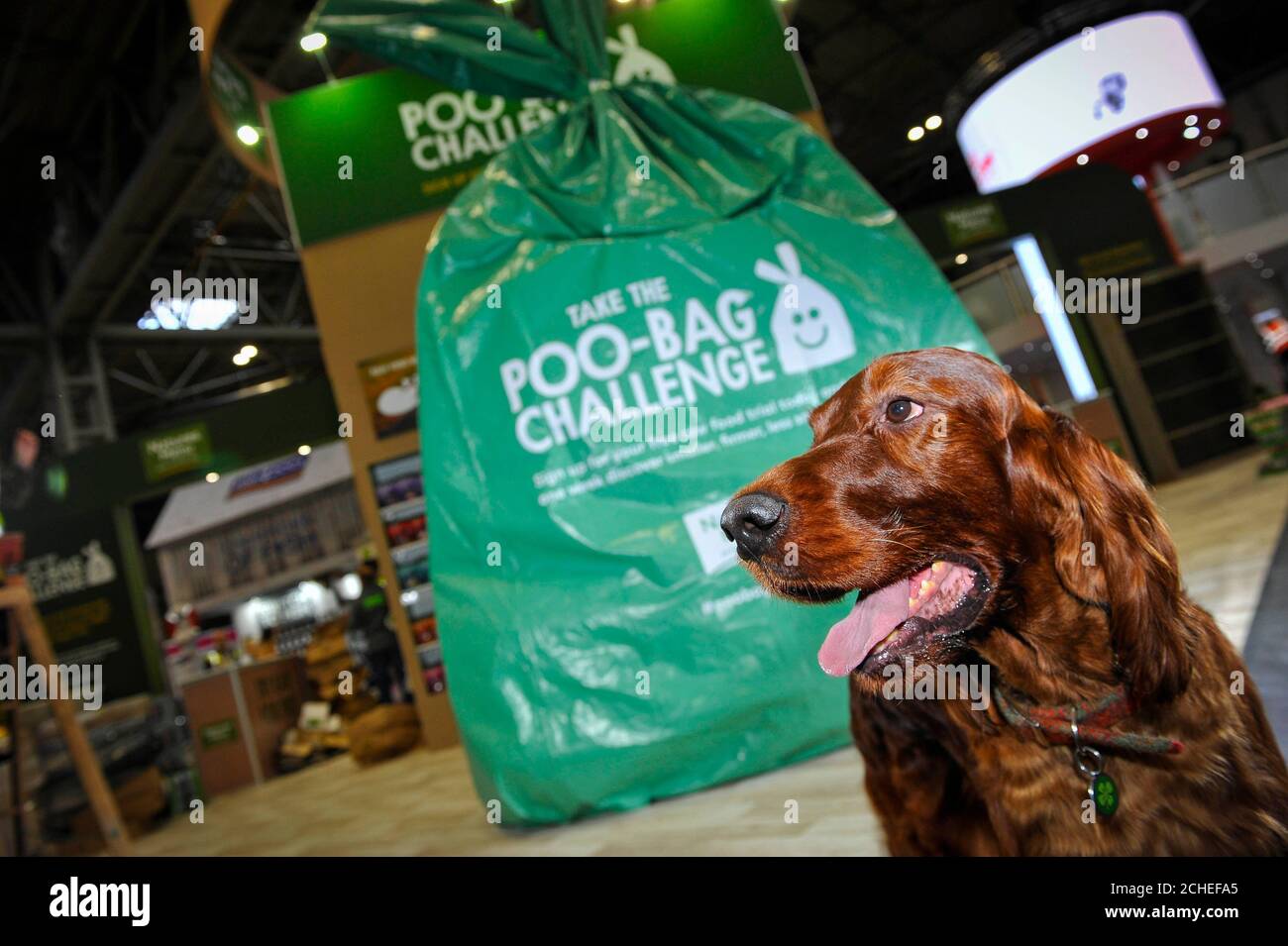 EDITORIAL USE ONLY Phen, the Irish Red Setter, next to a 4-metre tall ...