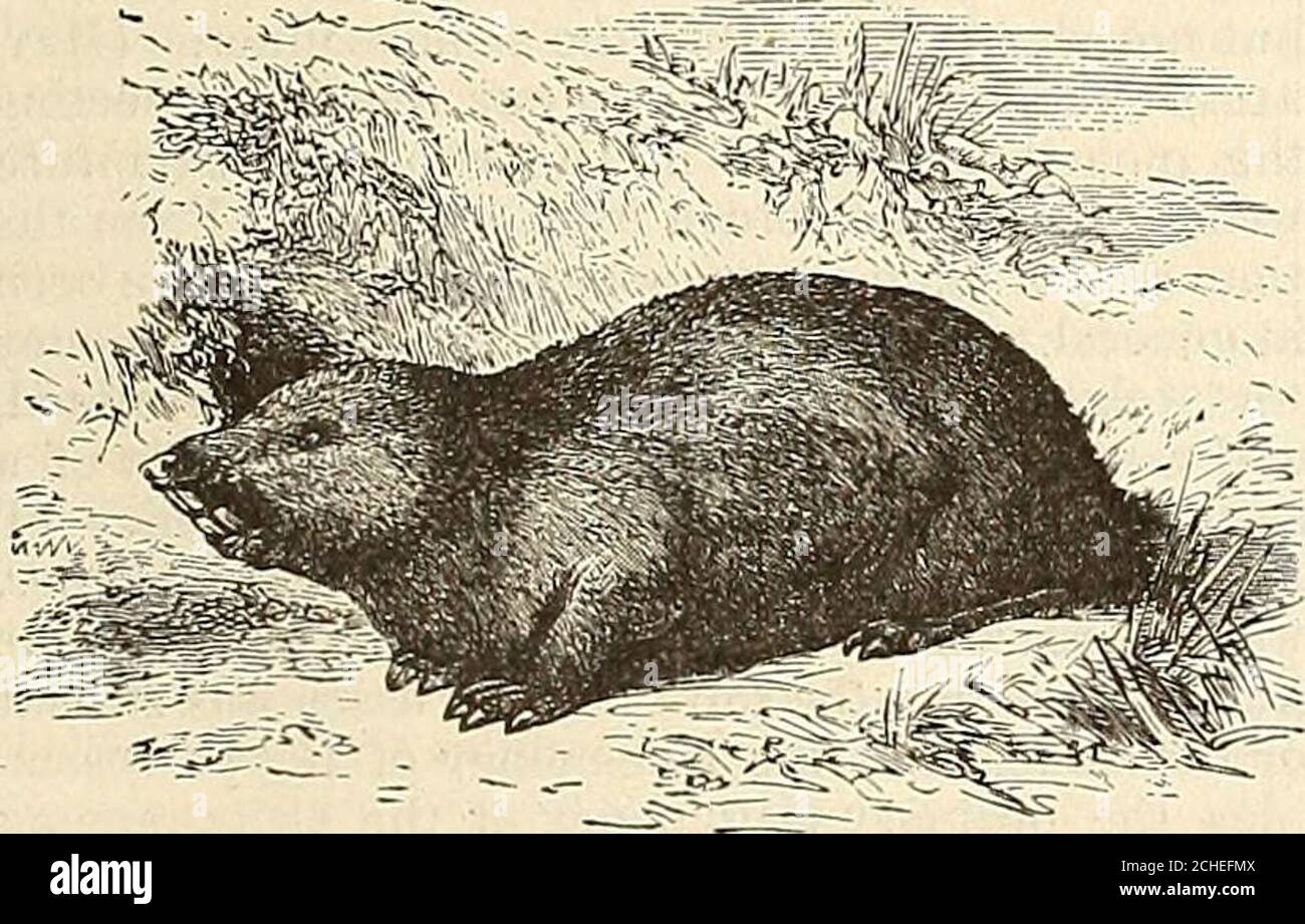 Molech chemosh hi-res stock photography and images - Alamy