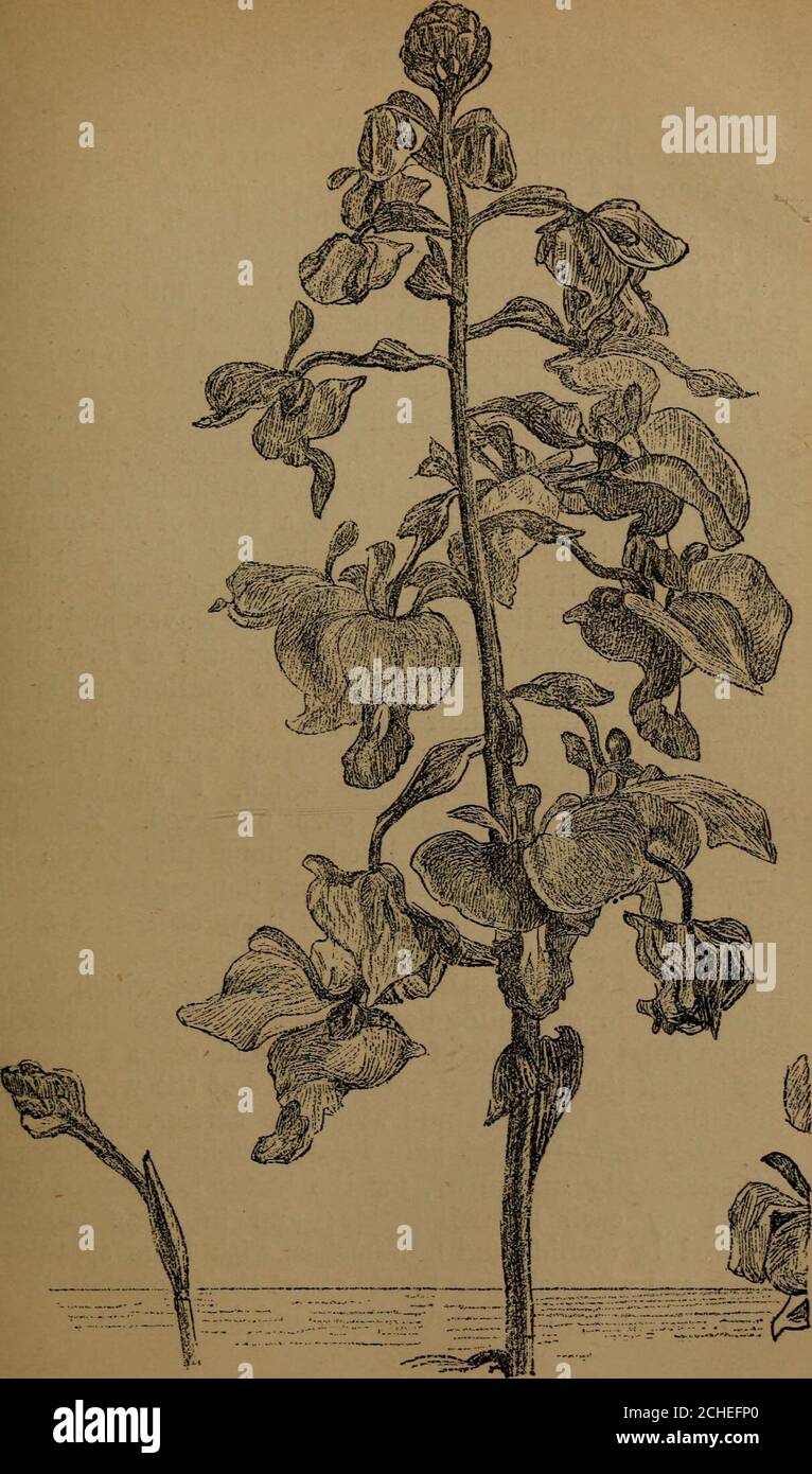 . The River Congo from its mouth to Bólobó; with a general description ...