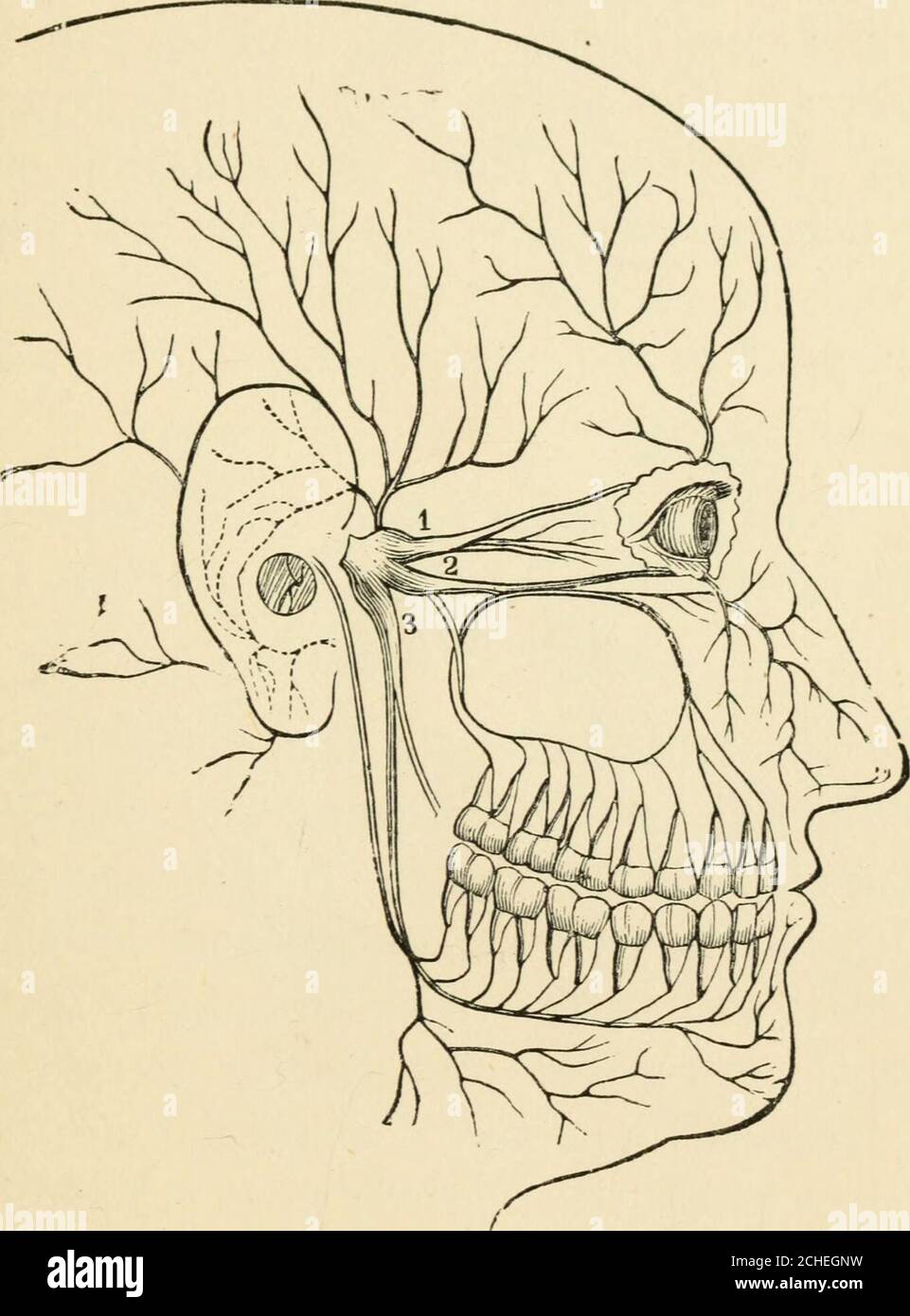 Disclosed teeth hi-res stock photography and images - Alamy