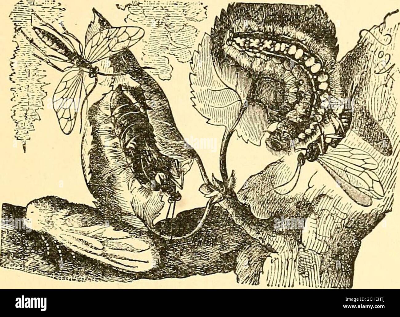 Cannibal insects hi-res stock photography and images - Alamy