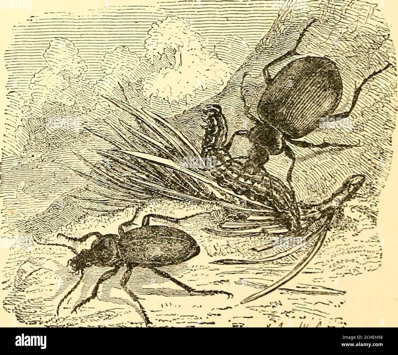 Cannibal insects hi-res stock photography and images - Alamy