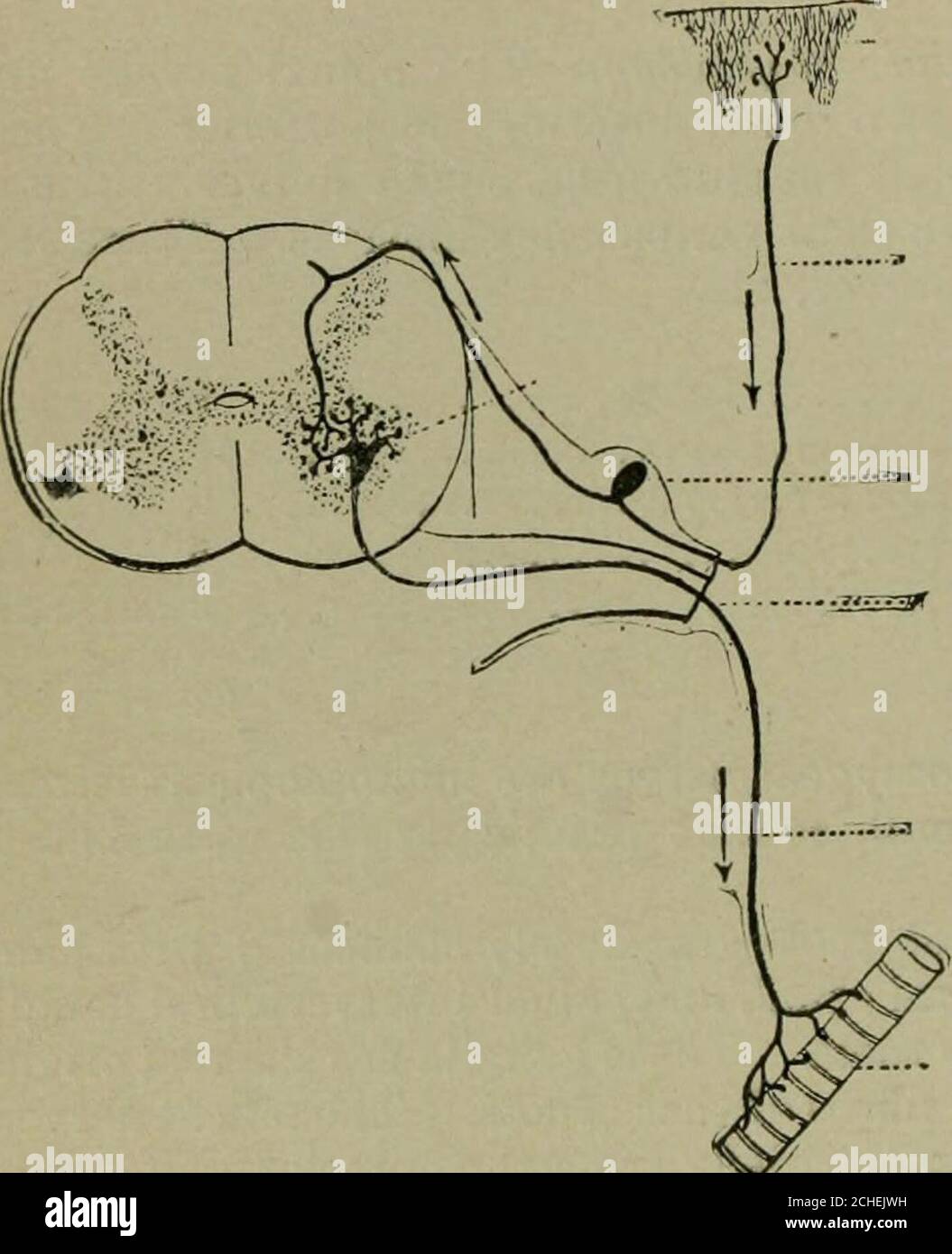 . Text-book of nervous diseases; being a compendium for the use of ...