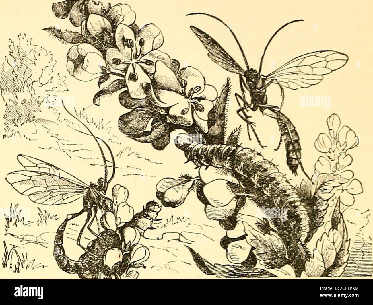. Injurious insects and the use of insecticides [microform] : a new ...