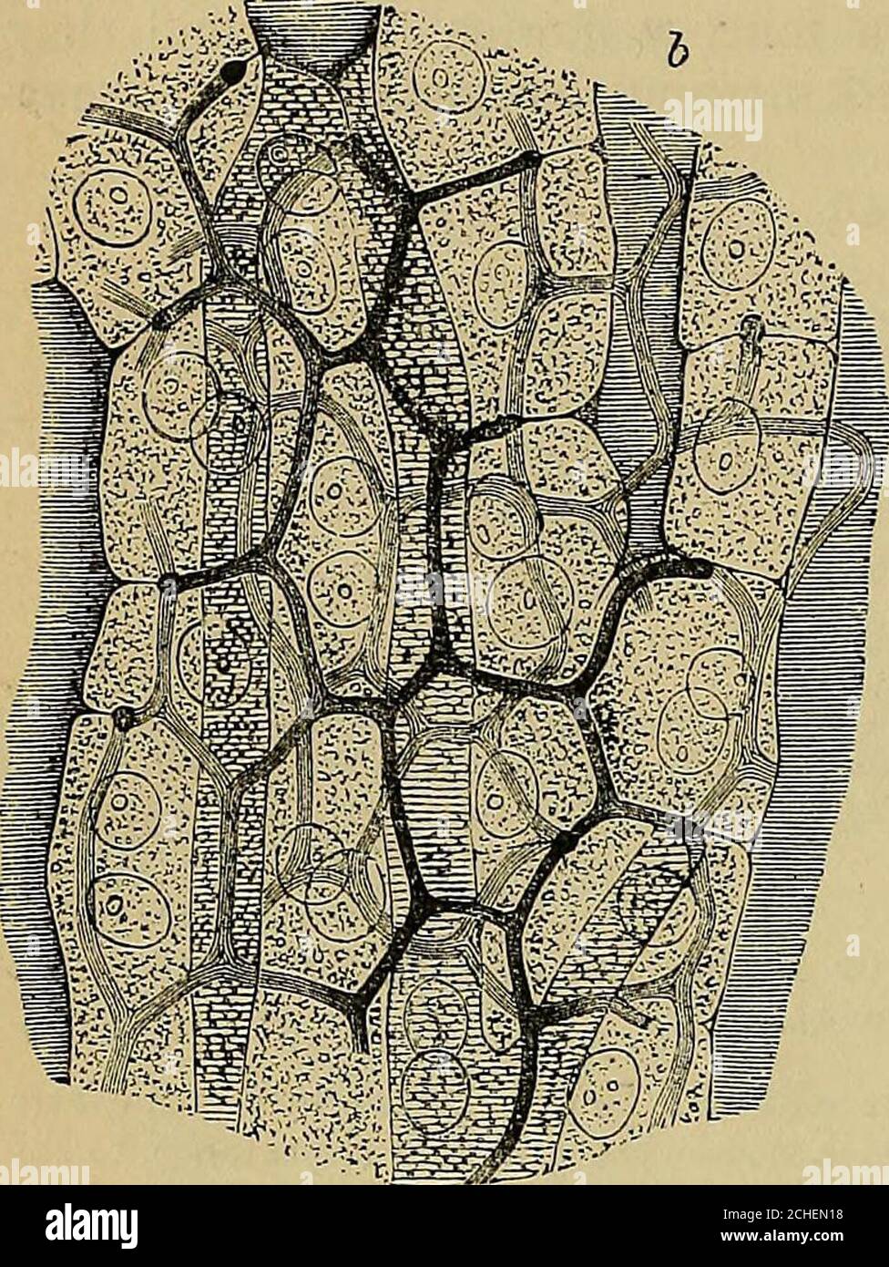 . Quain's elements of anatomy . tioned(p. 2^Q). The hepatic cells ...