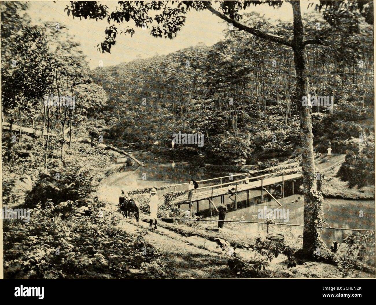 . Java, Sumatra and the other islands of the Dutch East Indies . COFFEE ...