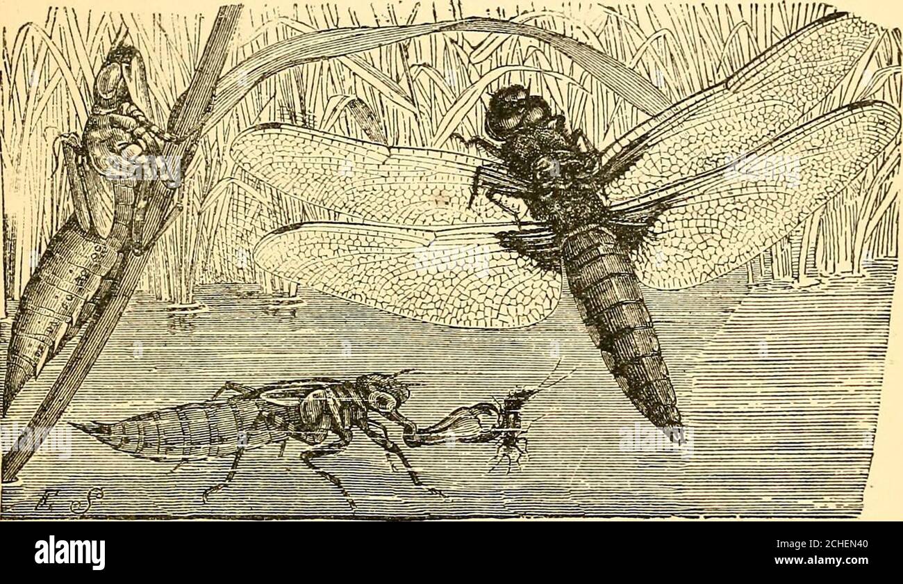 . Injurious insects and the use of insecticides [microform] : a new ...